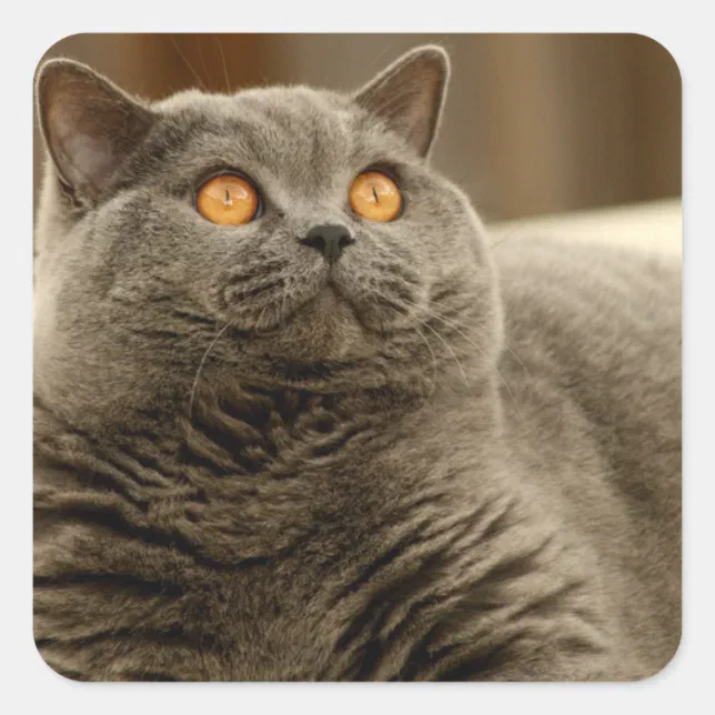 Cat: British Shorthair Cat Square Sticker | Zazzle