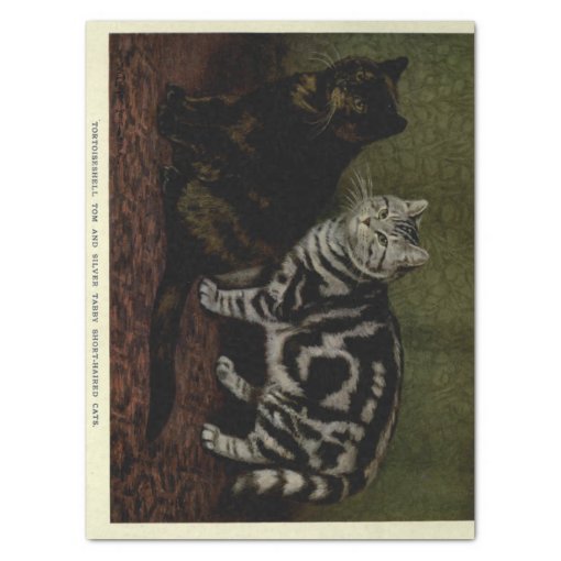 Cat Ephemera Decoupage Tortoiseshell Silver Tabby Tissue Paper | Zazzle