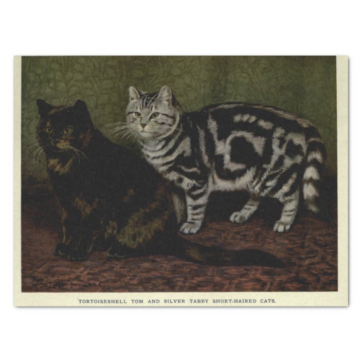 Cat Ephemera Decoupage Tortoiseshell Silver Tabby Tissue Paper | Zazzle.com