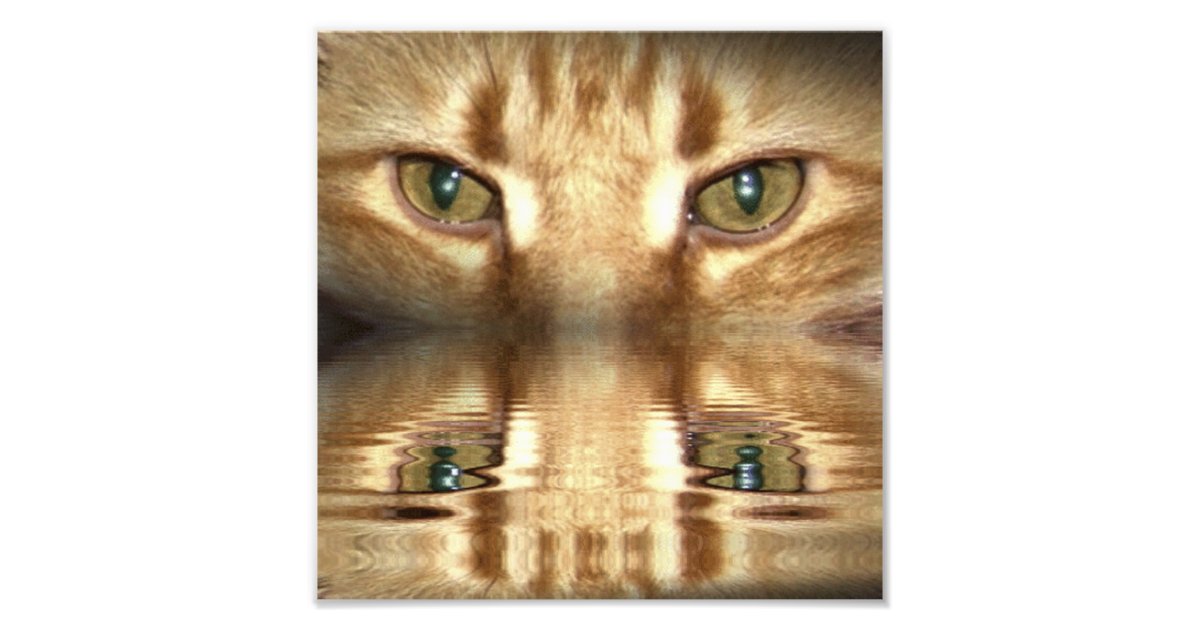 Cat Eyes Photo Print | Zazzle