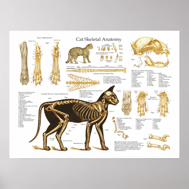 Feline Anatomy Poster Cat Health And Anatomy Charts Clinical Charts