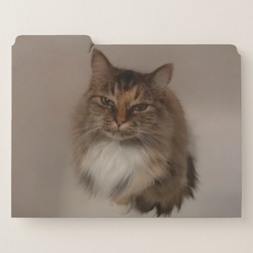 Cat File Folders | Zazzle
