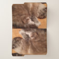 Cat File Folders | Zazzle