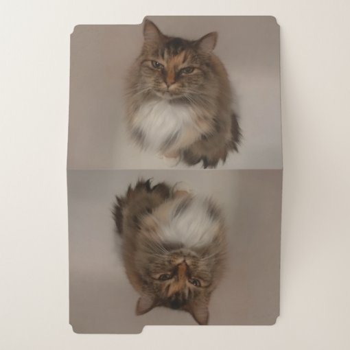 Cat File Folders | Zazzle