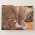 Cat File Folders | Zazzle