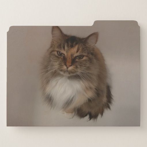 Cat File Folders | Zazzle