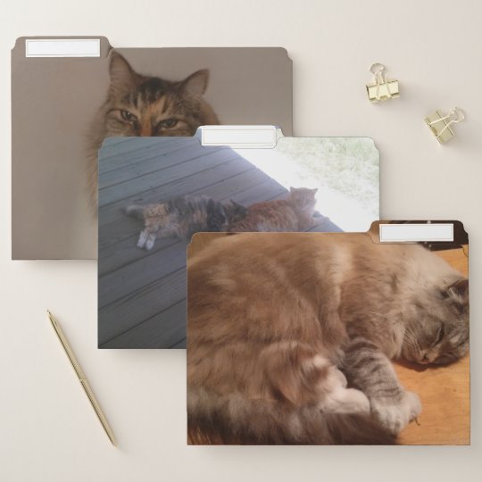 Cat File Folders | Zazzle.com