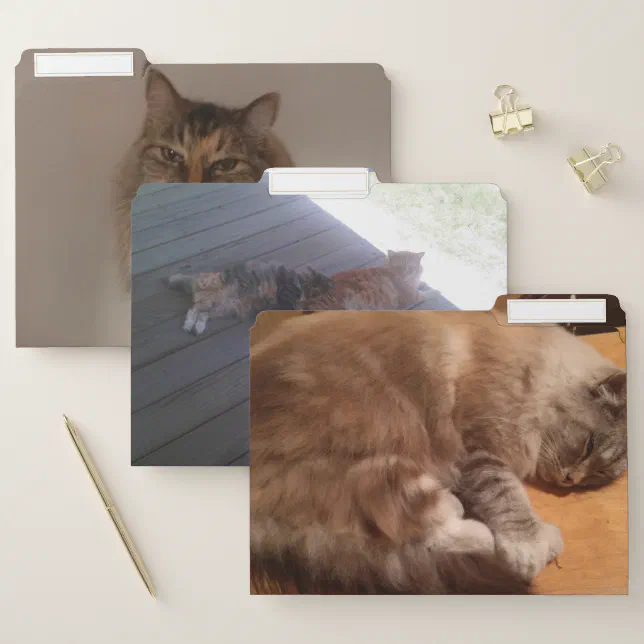 Cat File Folders | Zazzle