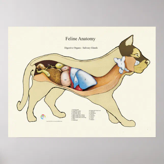 Cat Internal Digestive Anatomy Veterinary Chart | Zazzle