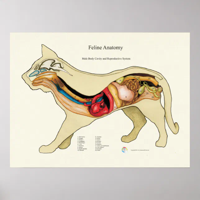 Cat Internal Organ Anatomy Veterinary Chart | Zazzle