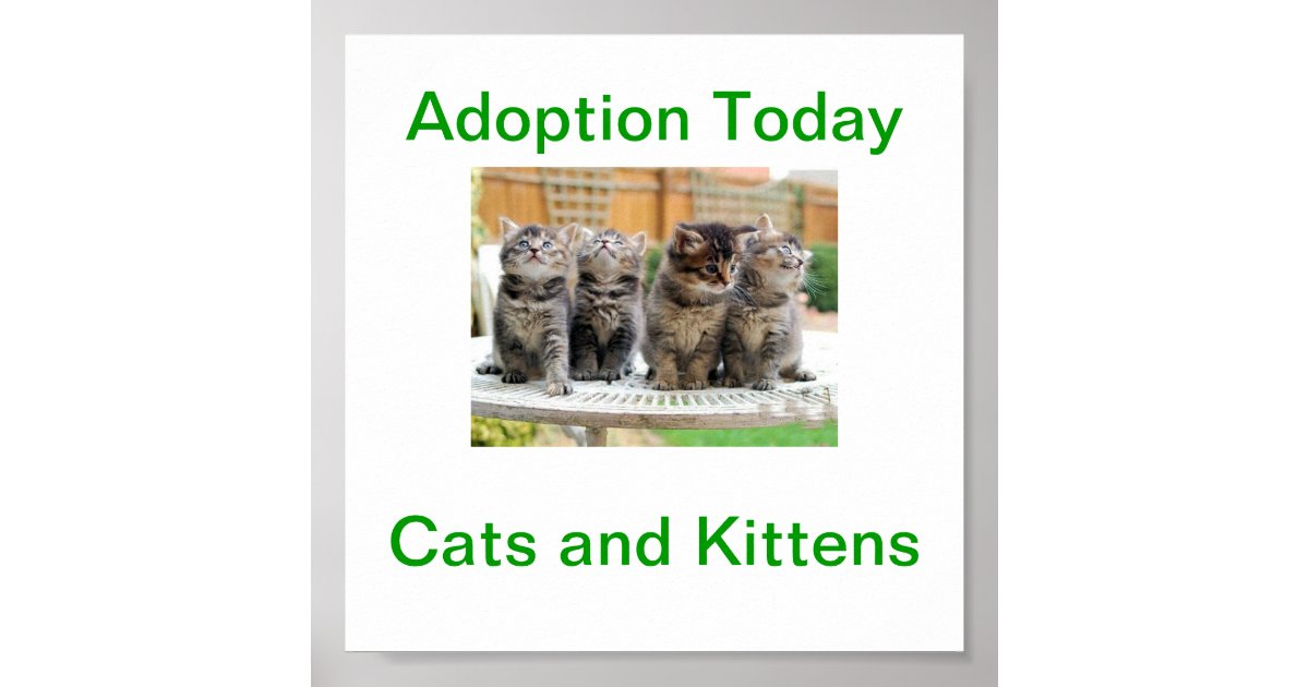 Cat & Kitten Adoption Today Sign | Zazzle