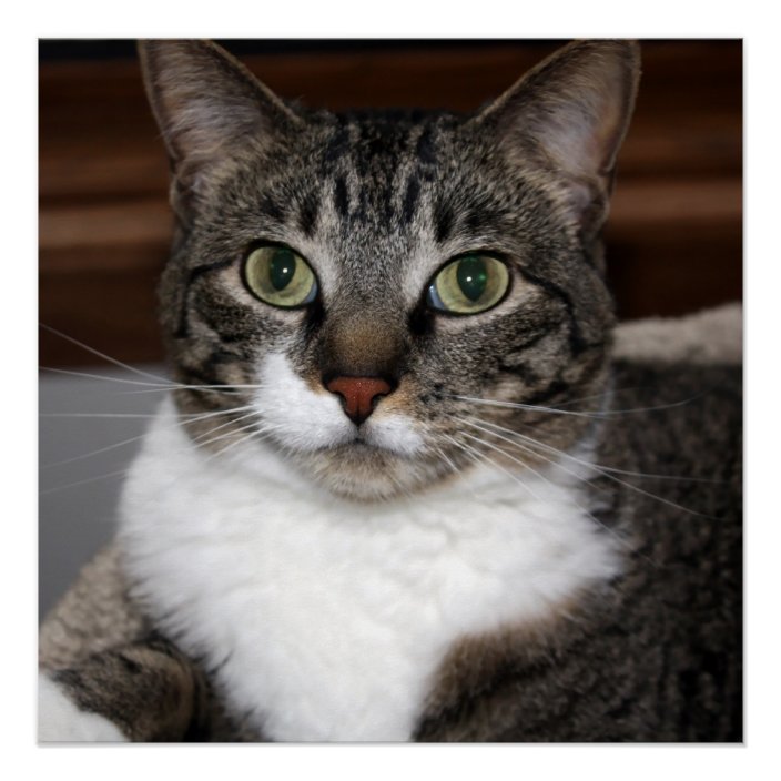 Cat Looking at You/Pet Tabby Cat Face Photo Poster | Zazzle.com