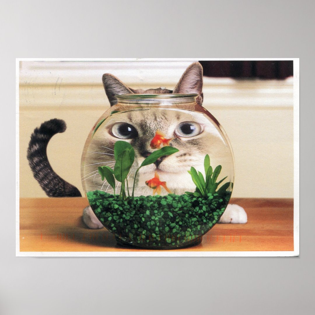 Cat Looking Through A Fish Bowl Poster | Zazzle
