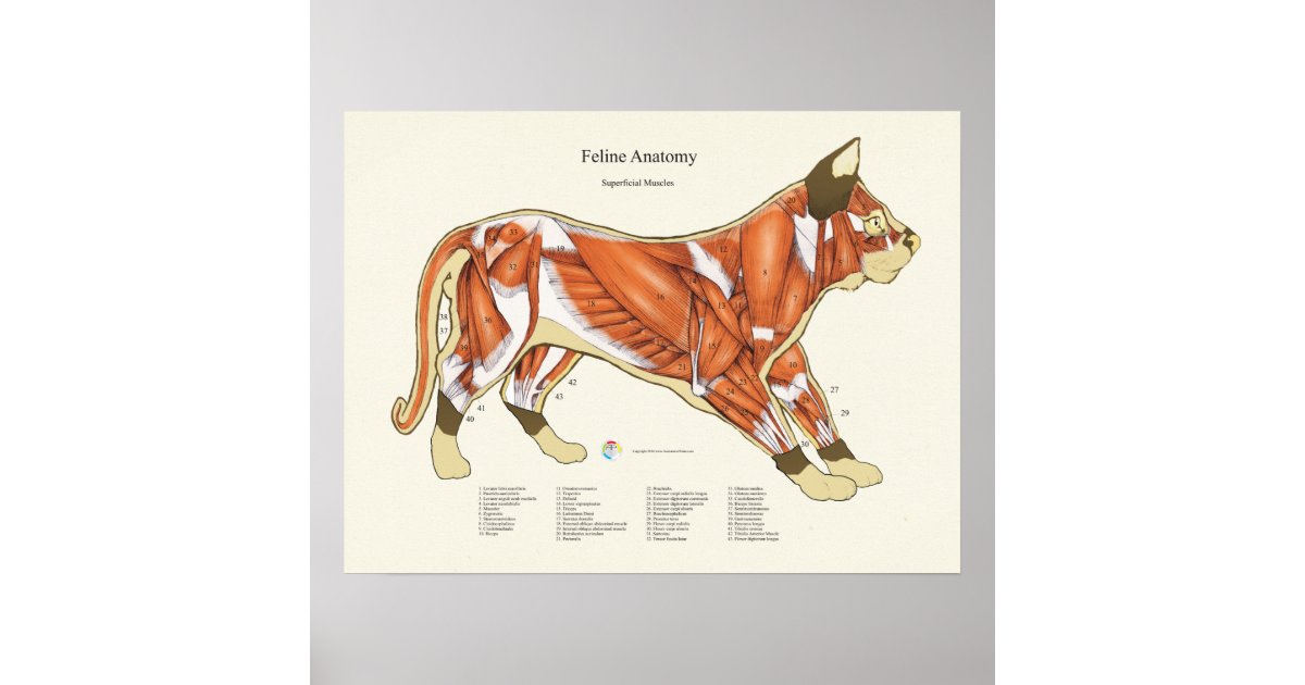 Cat Muscle Anatomy Veterinary Chart | Zazzle