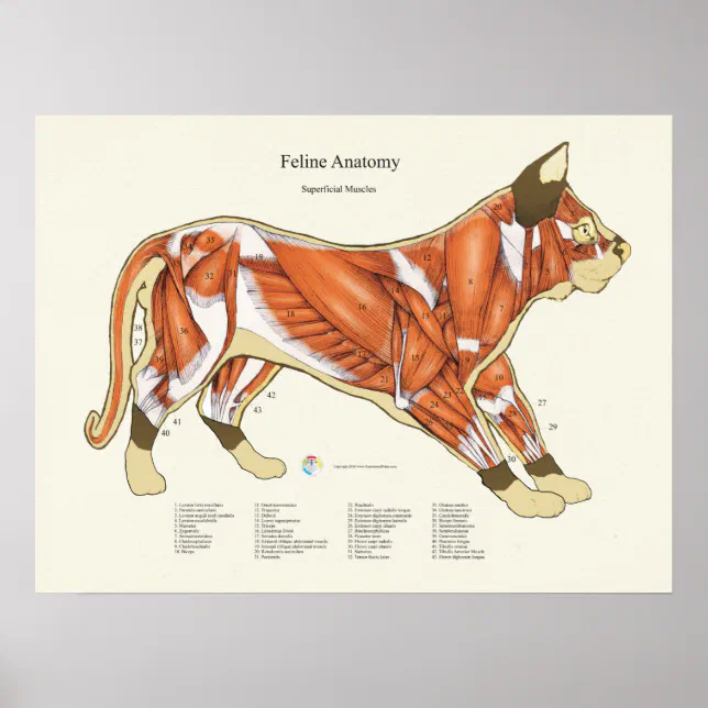 Cat Muscle Anatomy Veterinary Chart | Zazzle