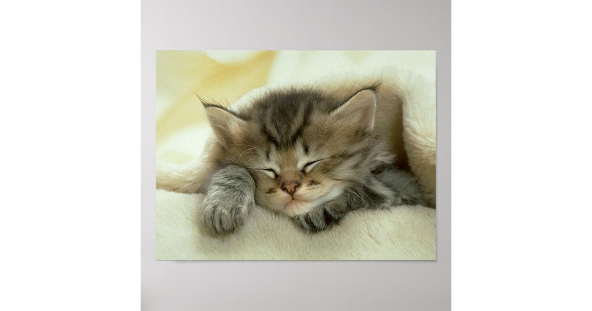 Cat Nap Print | Zazzle