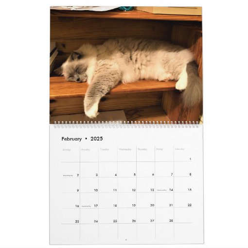Cat Naps 2021 Calendar | Zazzle