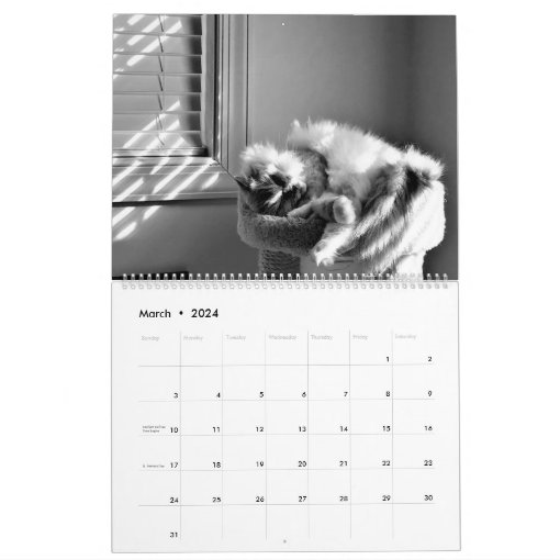 Cat Naps 2021 Calendar | Zazzle