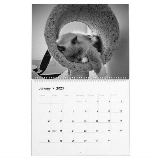 Cat Naps 2021 Calendar | Zazzle