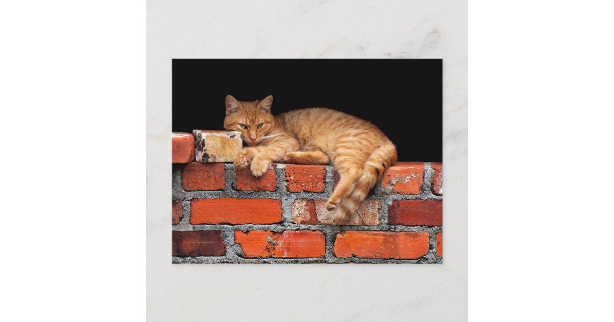 Cat on Brick Wall Postcard | Zazzle