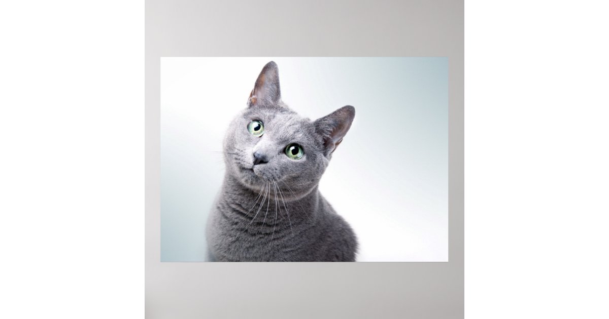 Cat Portrait Poster | Zazzle