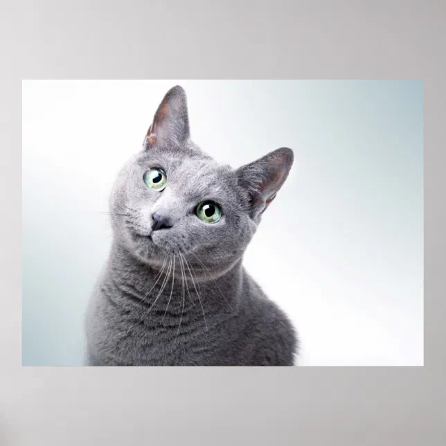Cat Portrait Poster | Zazzle