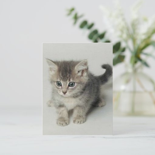 CAT POSTCARD | Zazzle