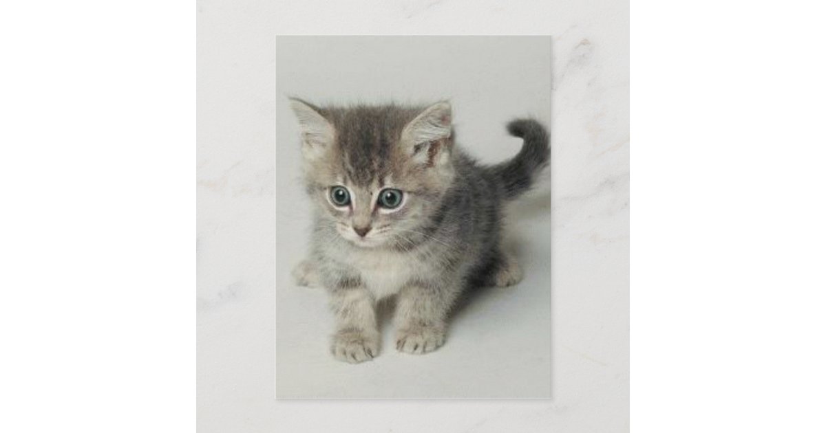 CAT POSTCARD | Zazzle