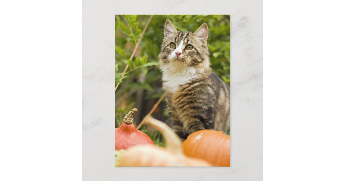 Cat Postcard | Zazzle