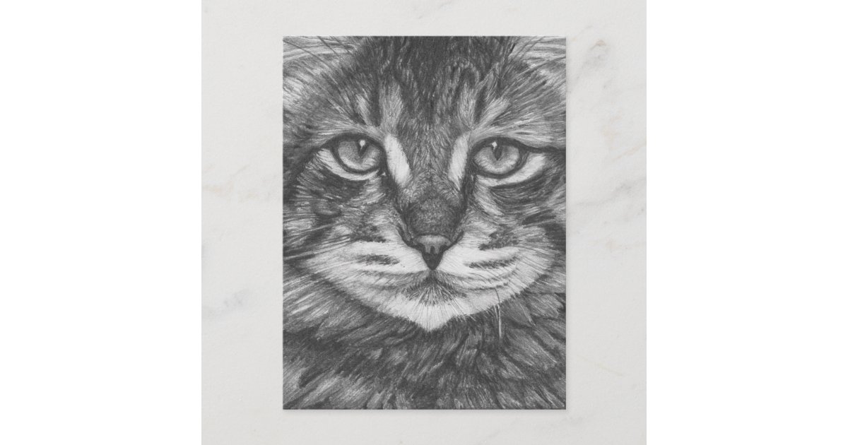 Cat postcard. Pencil drawing Postcard | Zazzle