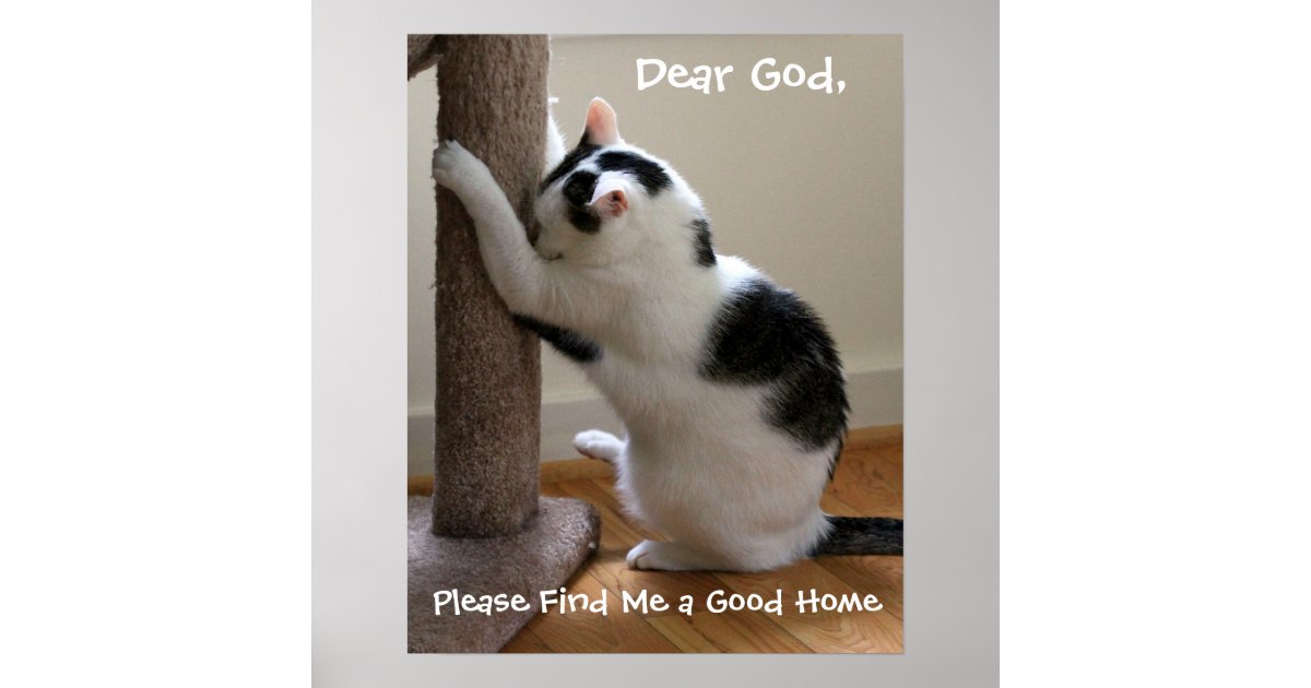 Cat Praying Poster | Zazzle