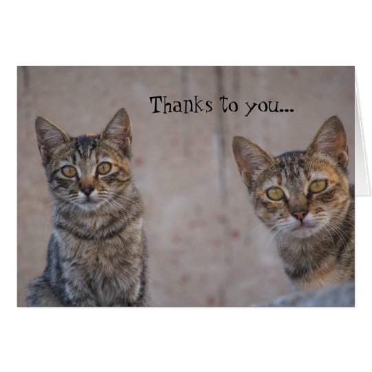 Cat Rescue Kitty Lover Thank You Card | Zazzle.com