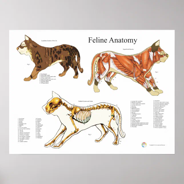 Cat Skeletal Muscle Veterinary Anatomy Chart | Zazzle