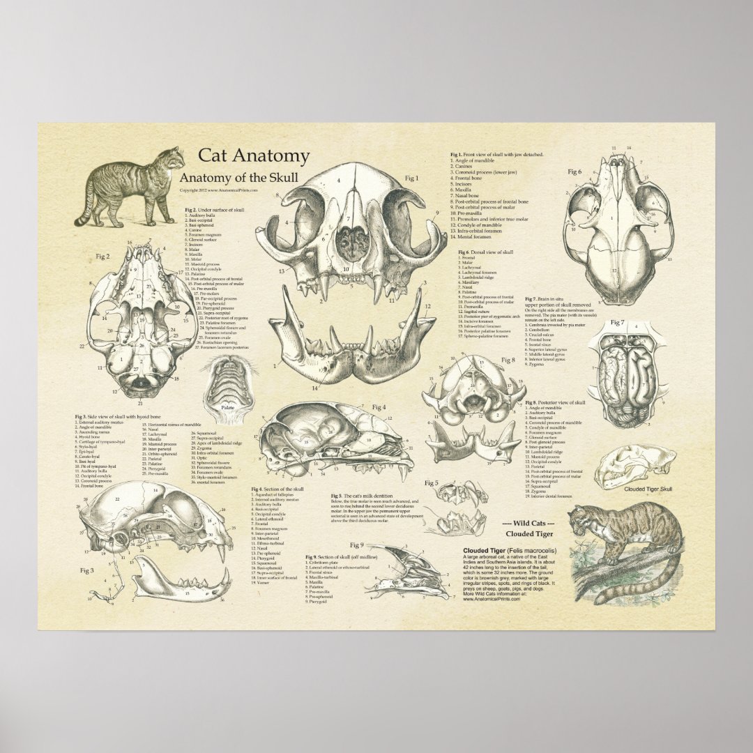 Cat Skeletal Skull Bones Anatomy Chart | Zazzle