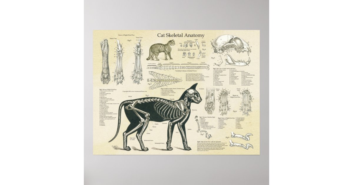 Cat Skeletal System Bones Anatomy Chart | Zazzle