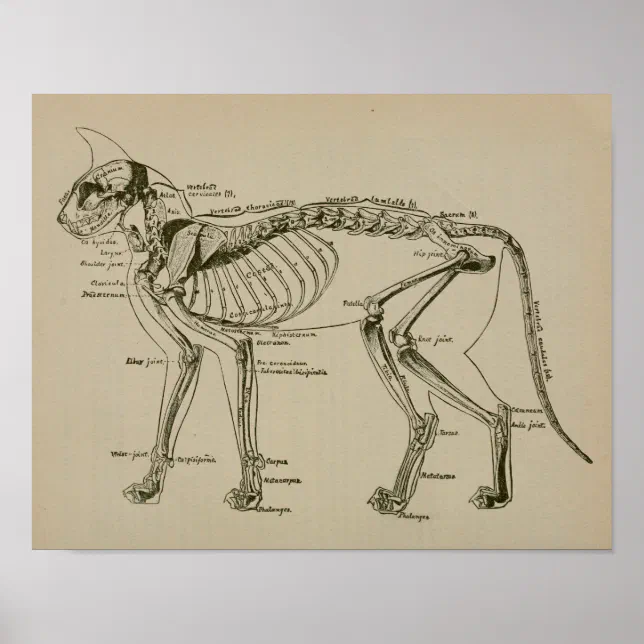 cat skeleton anatomy