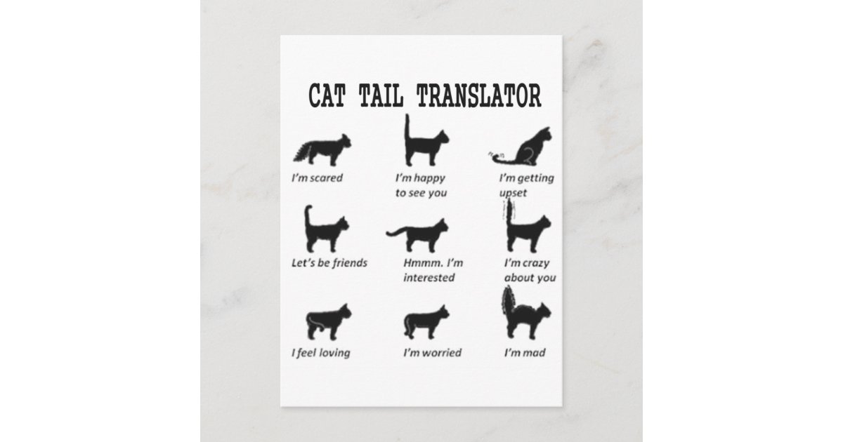 CAT TAIL TRANSLATOR POSTCARD | Zazzle