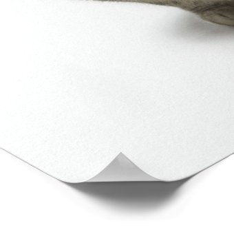 Cat wearing a tiara poster | Zazzle