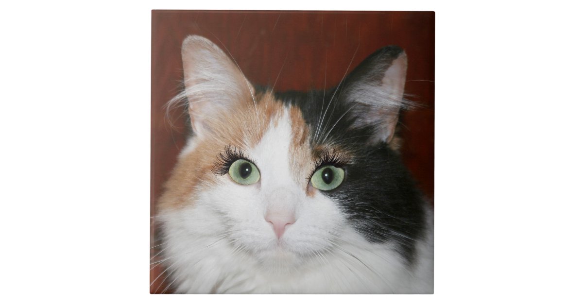 Cat with eyelashes tile | Zazzle