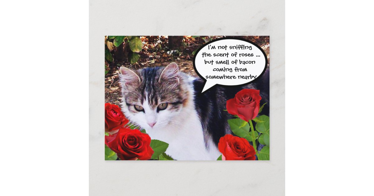 CAT WITH RED ROSES POSTCARD | Zazzle