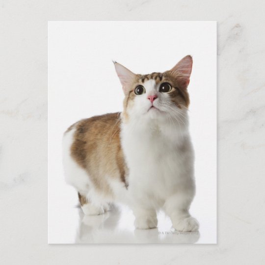 Cat with short feet postcard | Zazzle.com