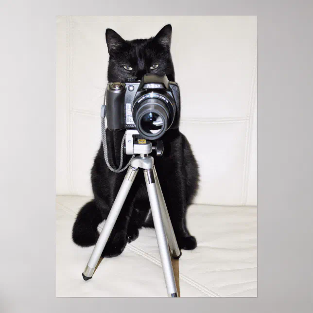 Cat with the camera poster | Zazzle