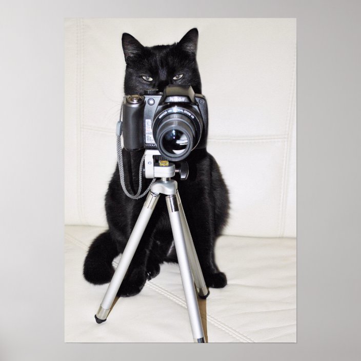 Cat with the camera poster | Zazzle.com