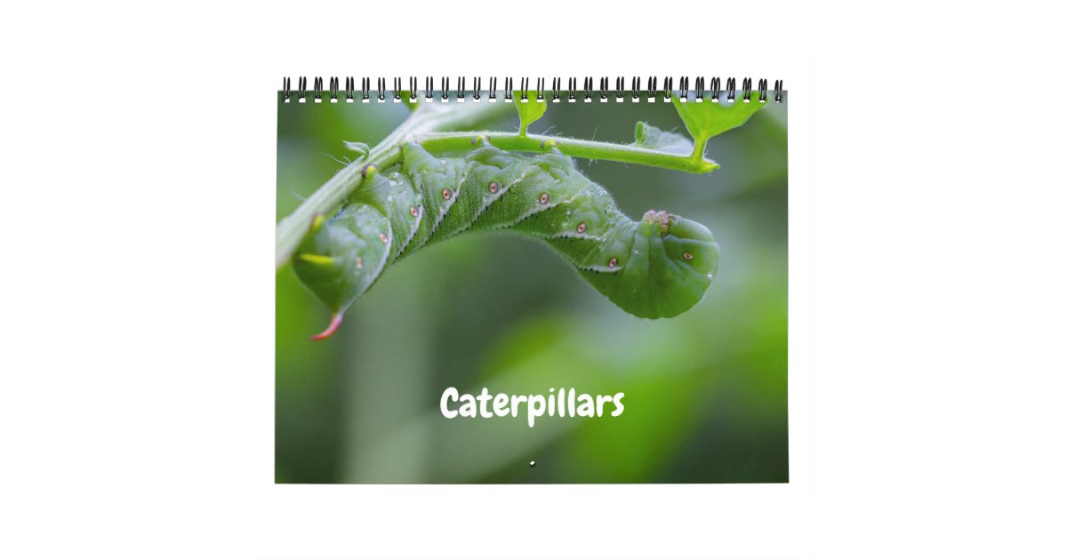 Caterpillars Calendar | Zazzle