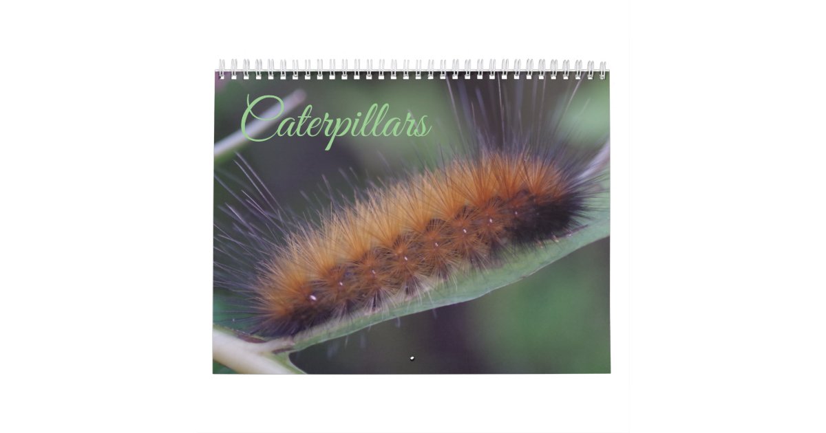 Caterpillars Calendar | Zazzle