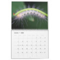 Caterpillars Calendar | Zazzle