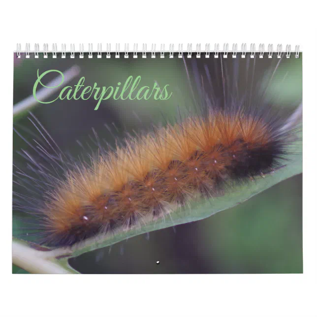 Caterpillars Calendar | Zazzle