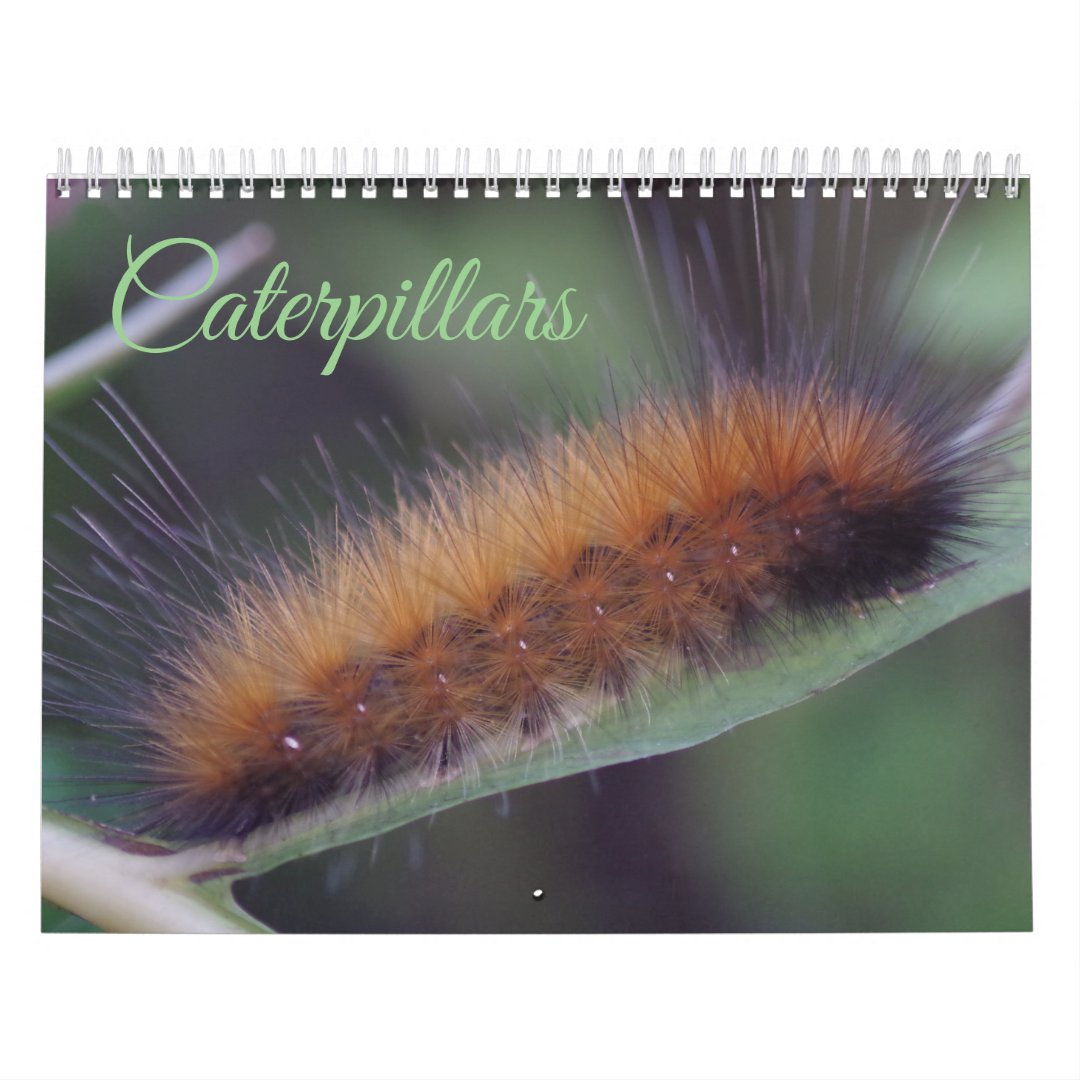 Caterpillars Calendar | Zazzle