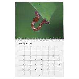 Caterpillars Calendar | Zazzle