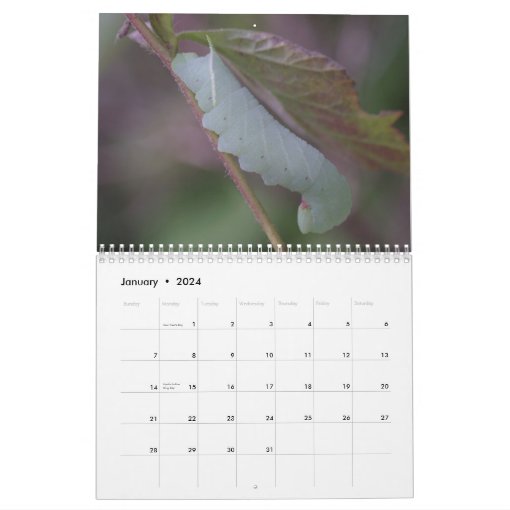 Caterpillars Calendar | Zazzle